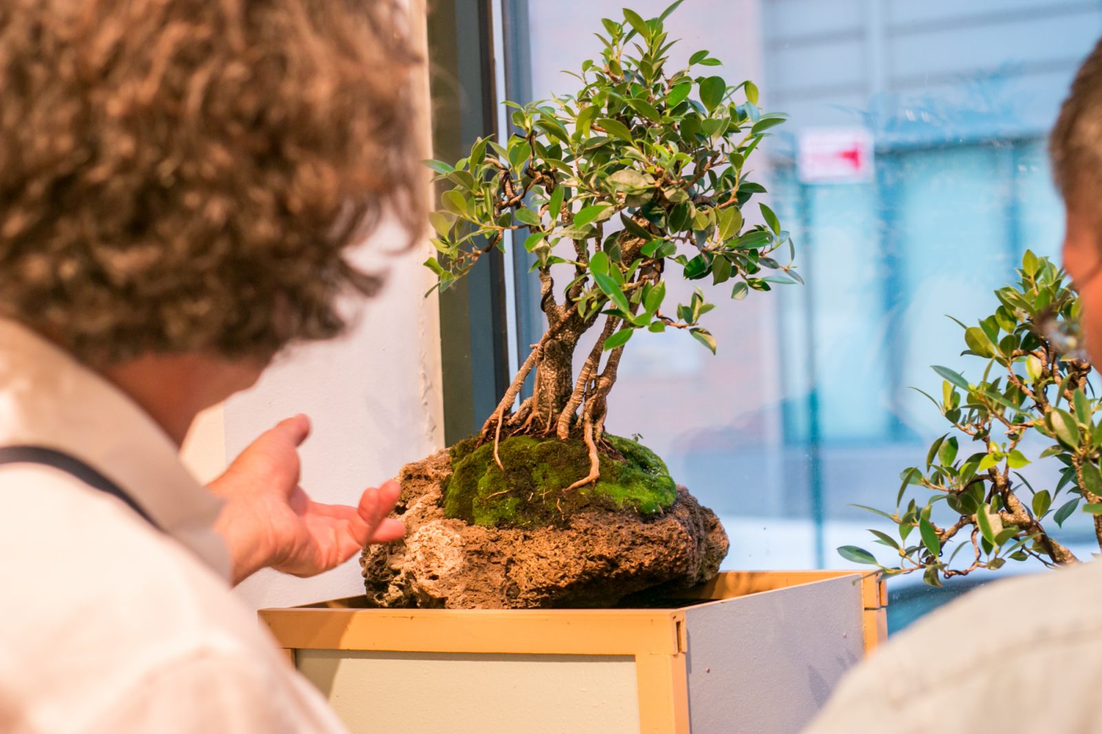 The Bonsai art of Bonsai NYC | RESOBOX